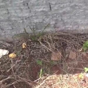 Entre as maiores do mundo, Píton-indiana é capturada em terreno no ...