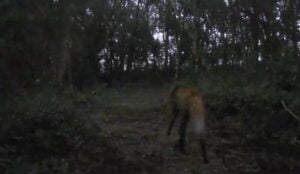 Lobo Guará é flagrado pela primeira vez no Buraco do Padre - Diário dos ...